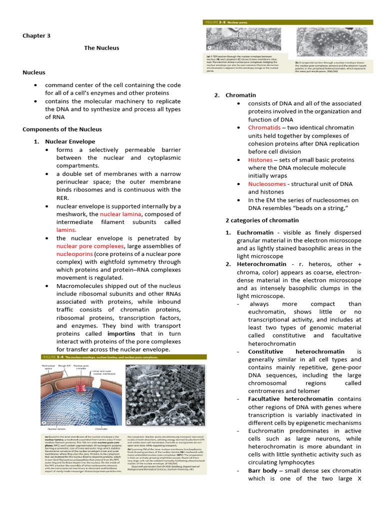 III. Chapter 3 (Nucleus) | PDF | Mitosis | Cell Nucleus