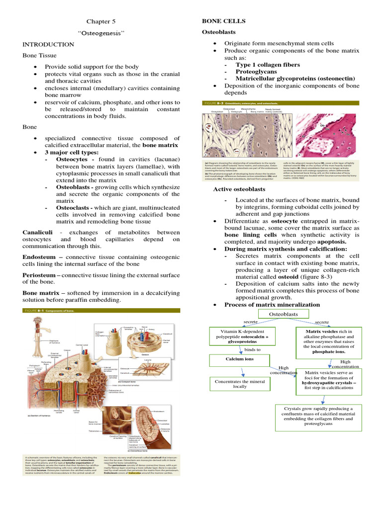 V. Osteogenesis | Download Free PDF | Bone | Osteoblast