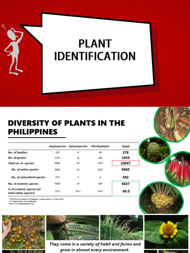 Identifying Oak Leaves and Plant Families | PDF | Leaf | Plants
