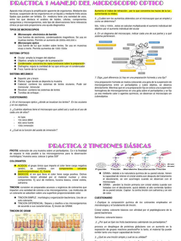 GUIA Lab Bacter | PDF | Tinción | Las bacterias