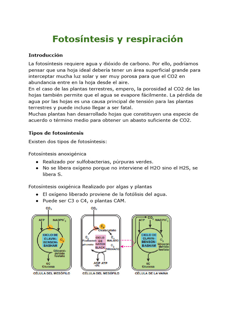 Fotosíntesis y Respiración Celular: Tipos y Procesos | PDF ...