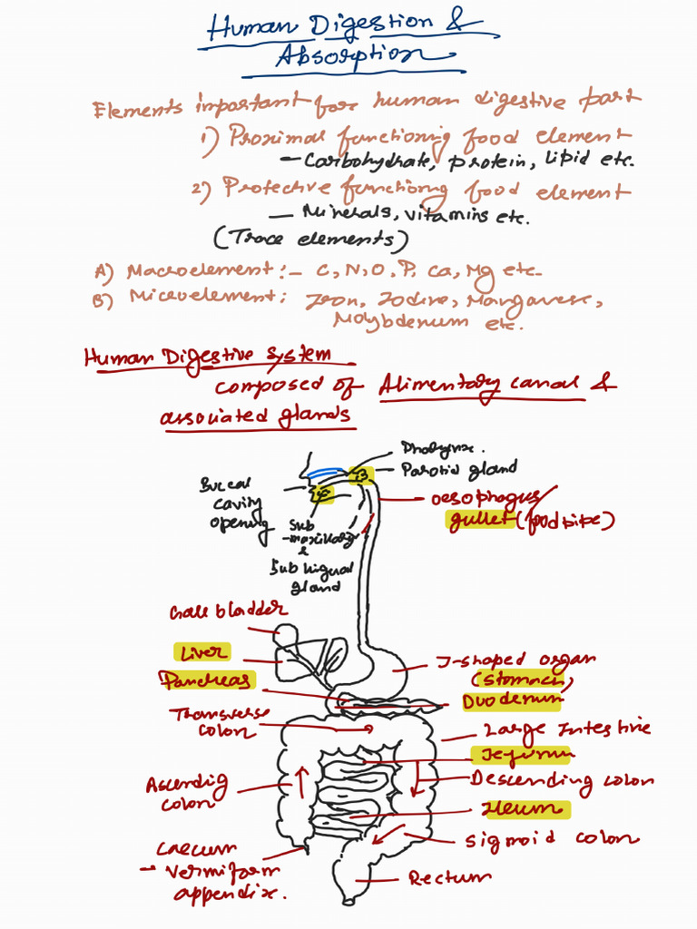 Human Digestive System_2 | PDF