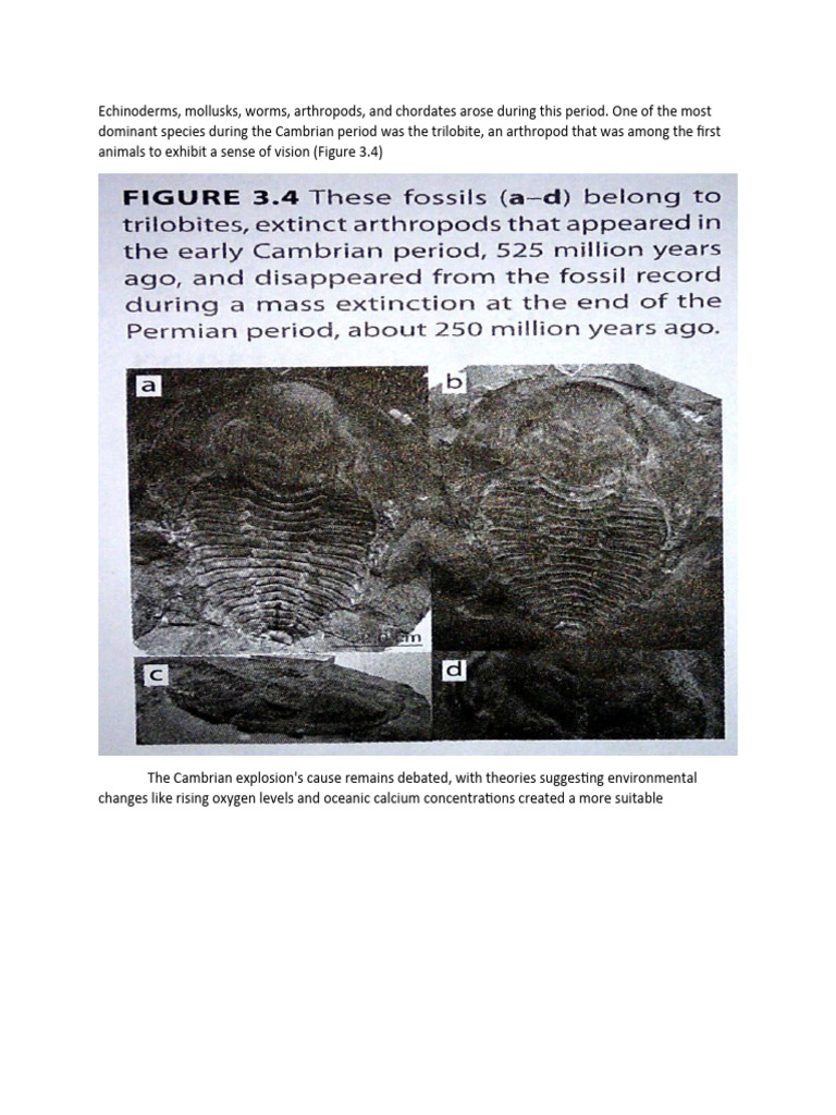 Bio Report Evolution | PDF | Paleontology | Earth Sciences