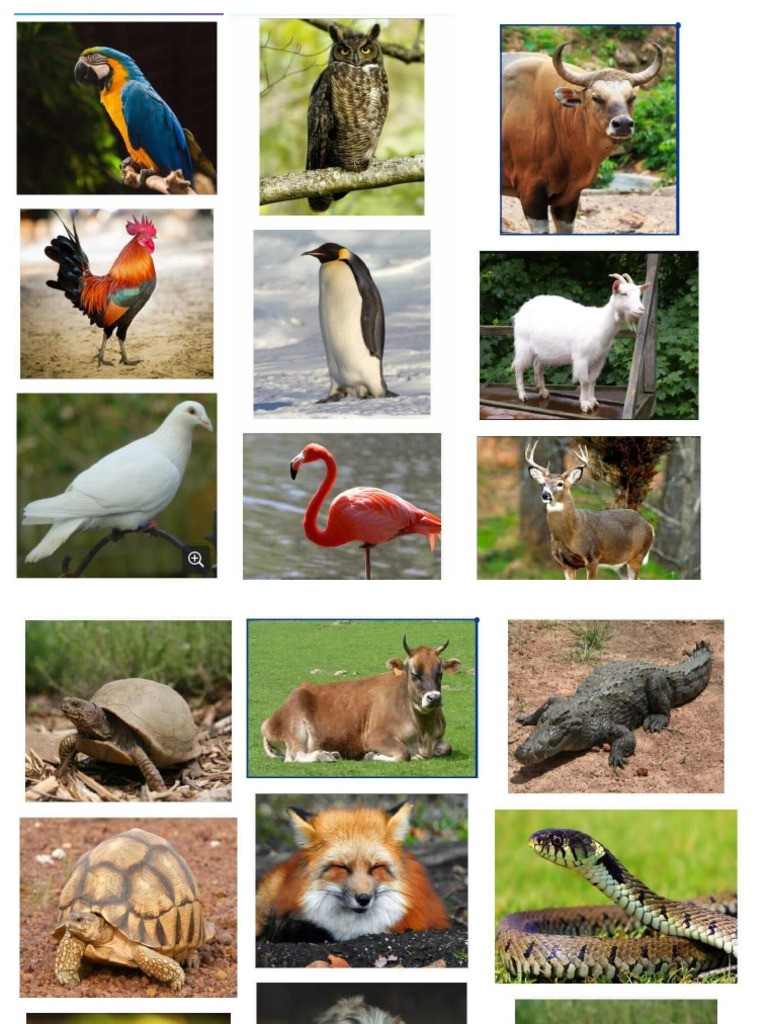 Animals | PDF