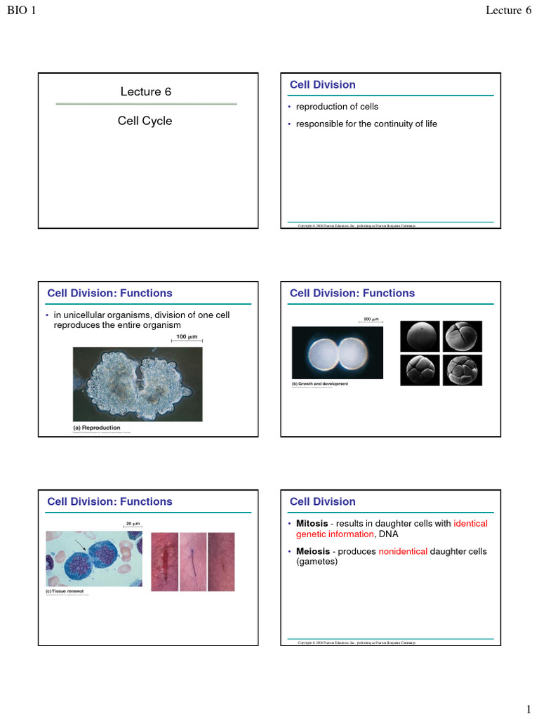 Lecture 6_Cell Cycle | PDF | Mitosis | Meiosis