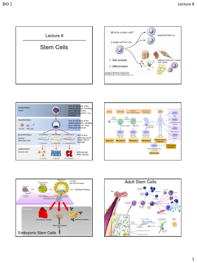 Lecture 8 Stem Cells Pdf