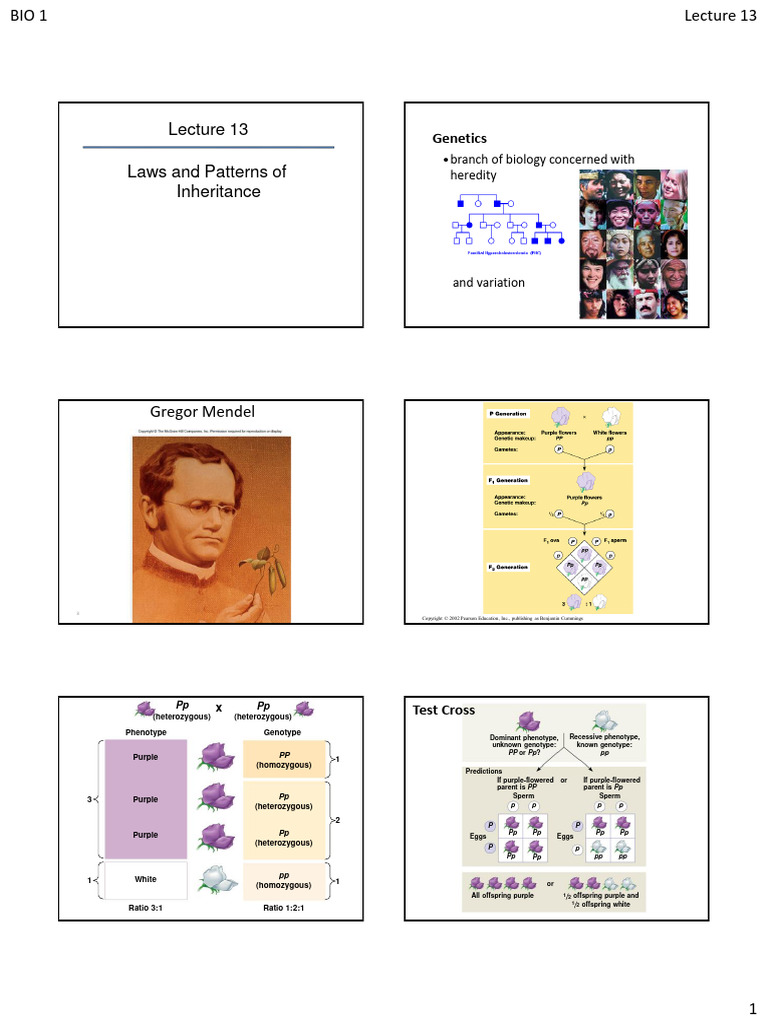 Lecture 13 - Laws and Patterns of Inheritance | PDF