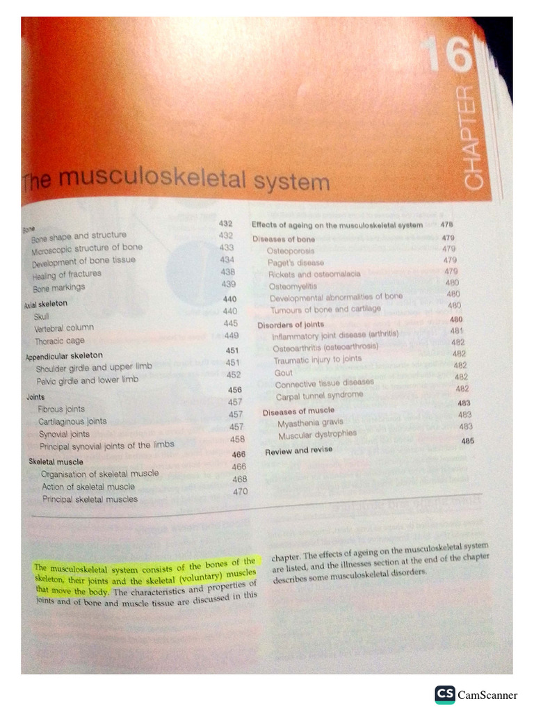 Musculoskeletal System Overview PDF | PDF