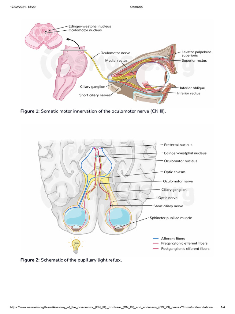 Anatomy of The Oculomotor (CN III), Trochlear (CN IV) and Abducens (CN VI) Nerves - Osmosis ...