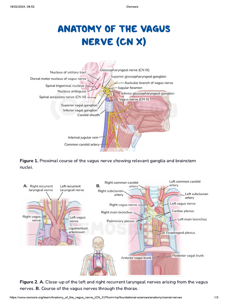 Anatomy of The Vagus Nerve (CN X) - Video & Anatomy - Osmosis | PDF