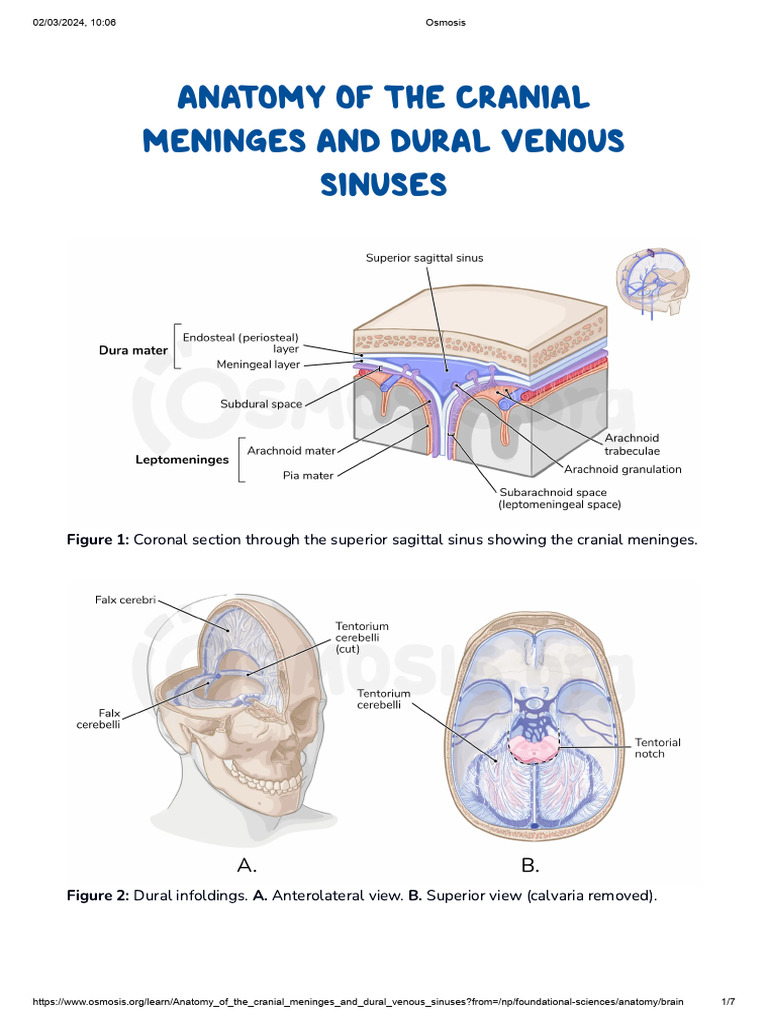 Anatomy of The Cranial Meninges and Dural Venous Sinuses - Osmosis ...