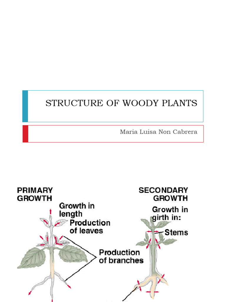 Structure of Woody Plants | PDF | Social Science | Home & Garden