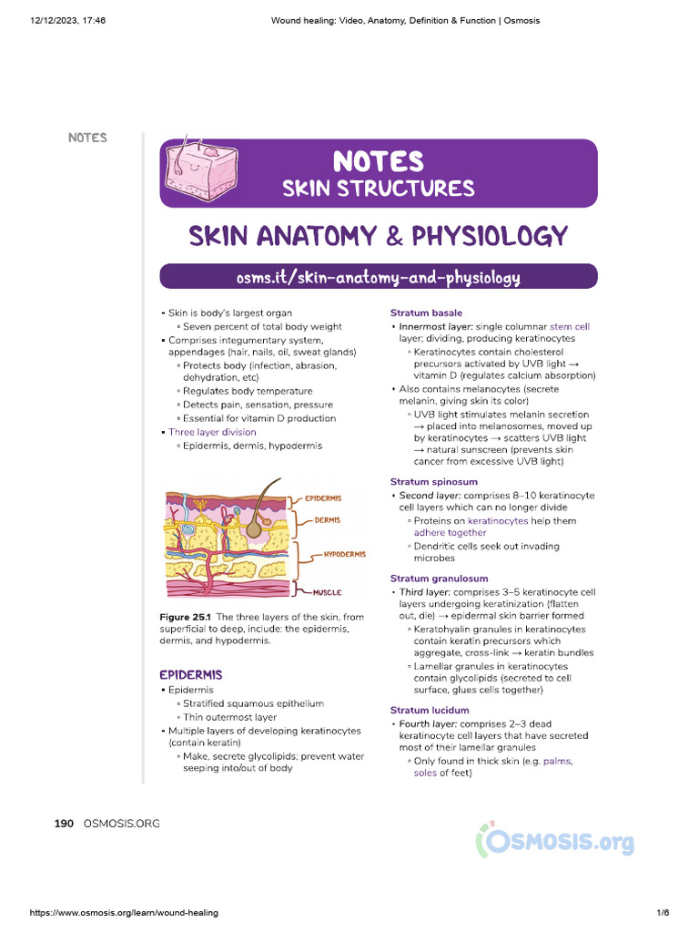 Skin Anatomy and Physiology | PDF