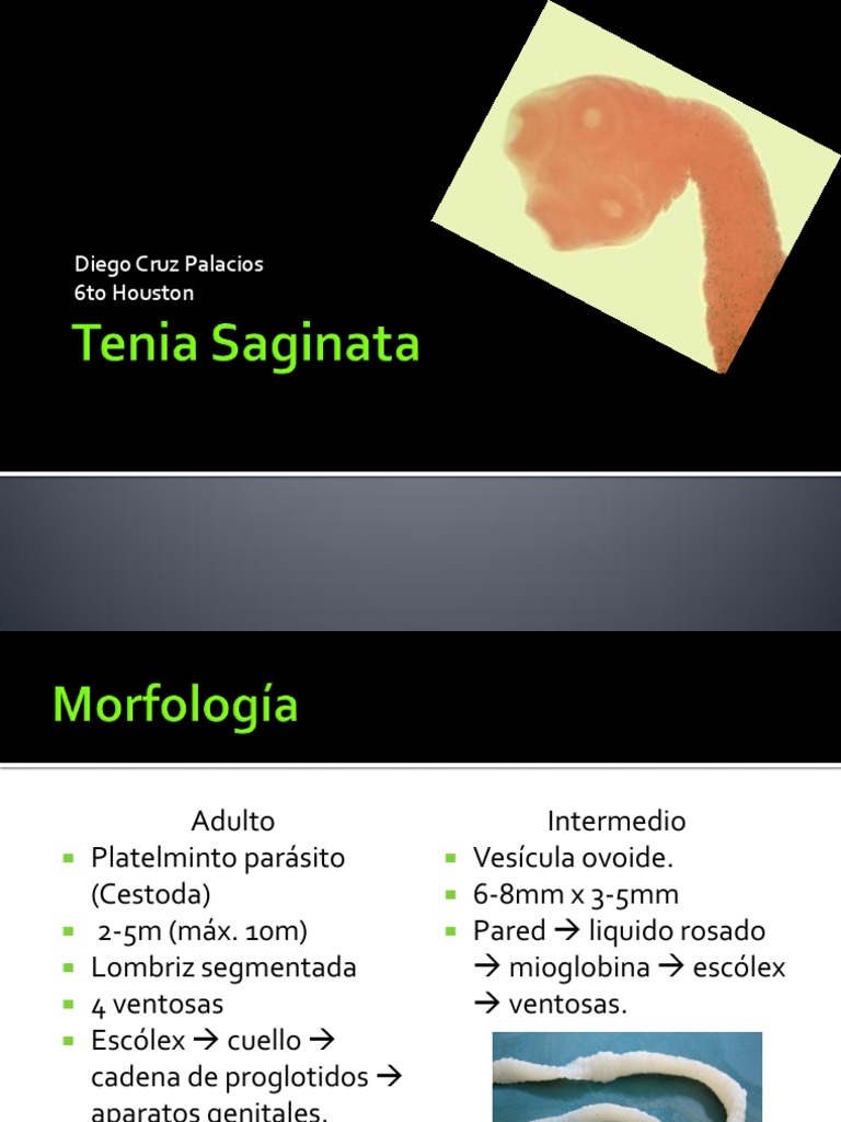Taenia Saginata | PDF