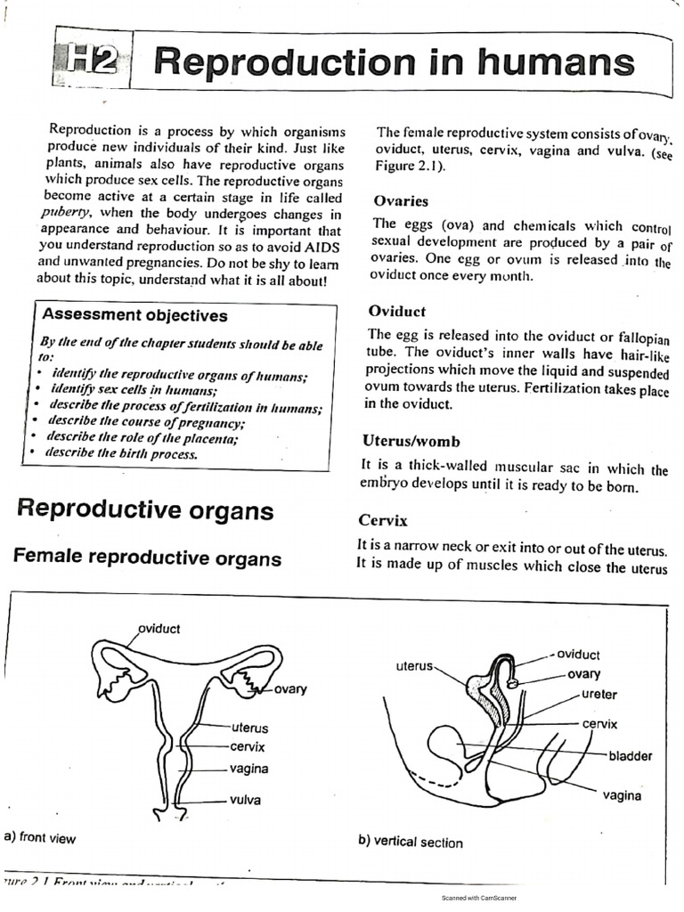 Reproductive Systems in Humans | PDF