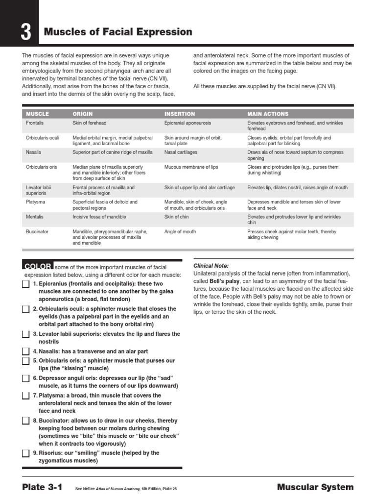 Netter's Anatomy Coloring Book GHNGNG | PDF
