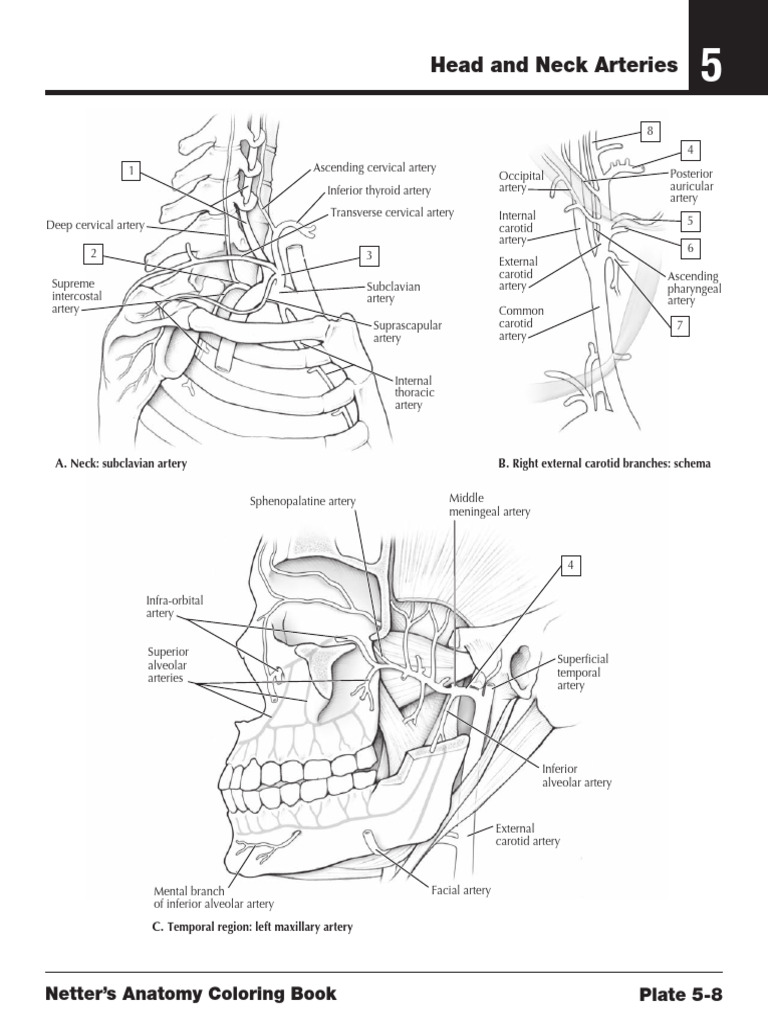 Netter’s Anatomy Coloring 2345 | PDF