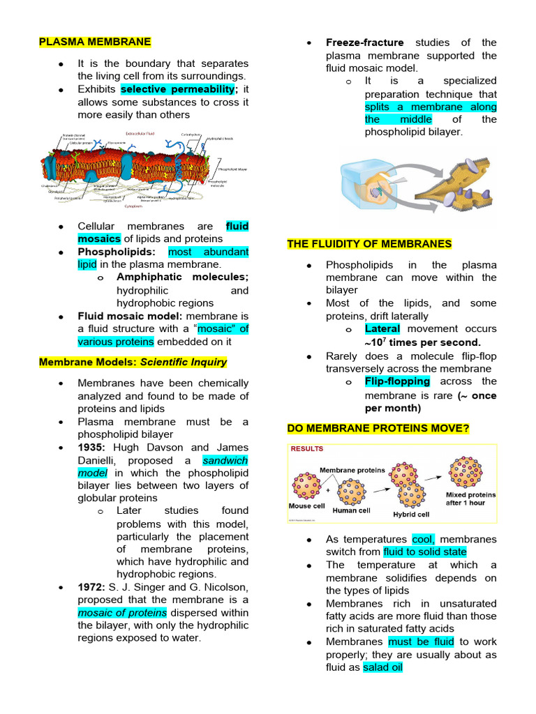 Plasma Membrane | PDF | Cell Membrane | Chemistry