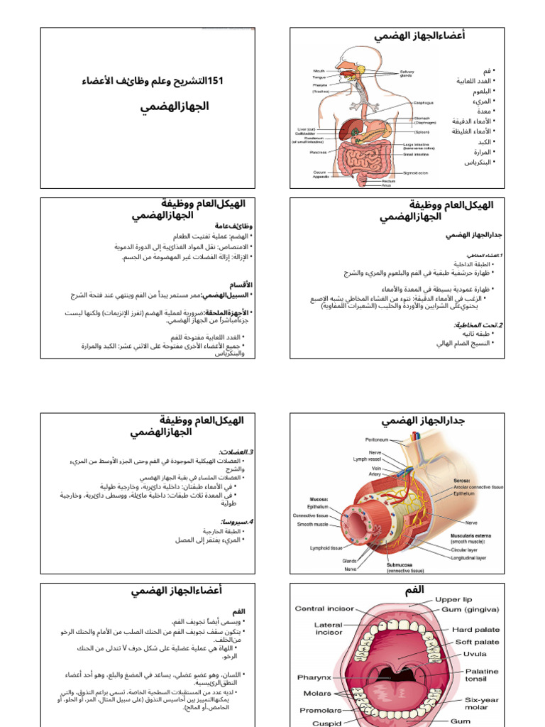 Digestive System ADN - En.ar | PDF