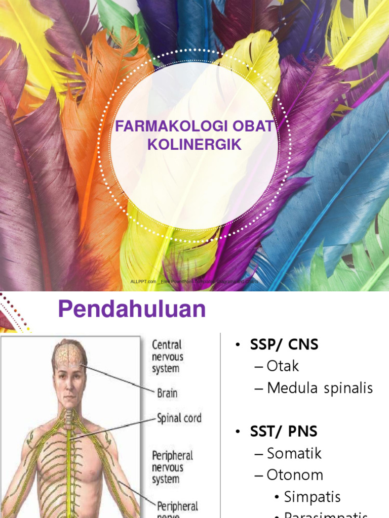 Farmakologi Obat Kolinergik dan Penggunaannya | PDF | Pengembangan Diri ...