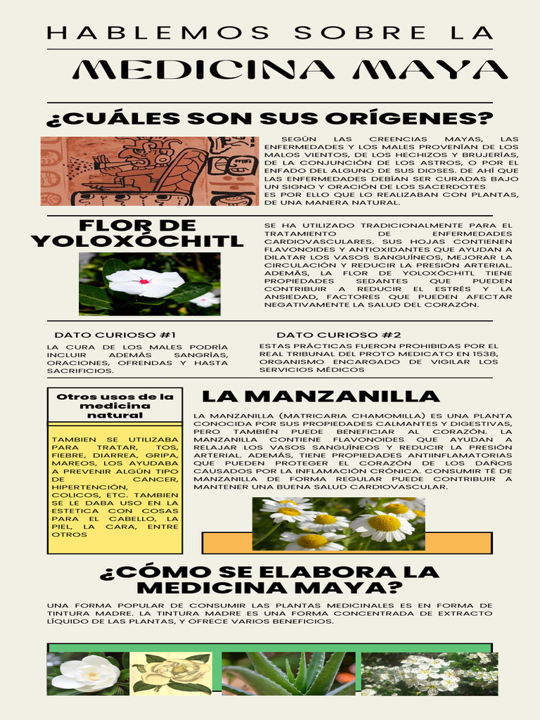 Infografía de La Medicina Maya | PDF | Medicina | Sistema circulatorio