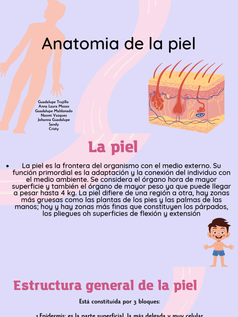 Anatomia de La Piel | PDF | Piel | Epidermis