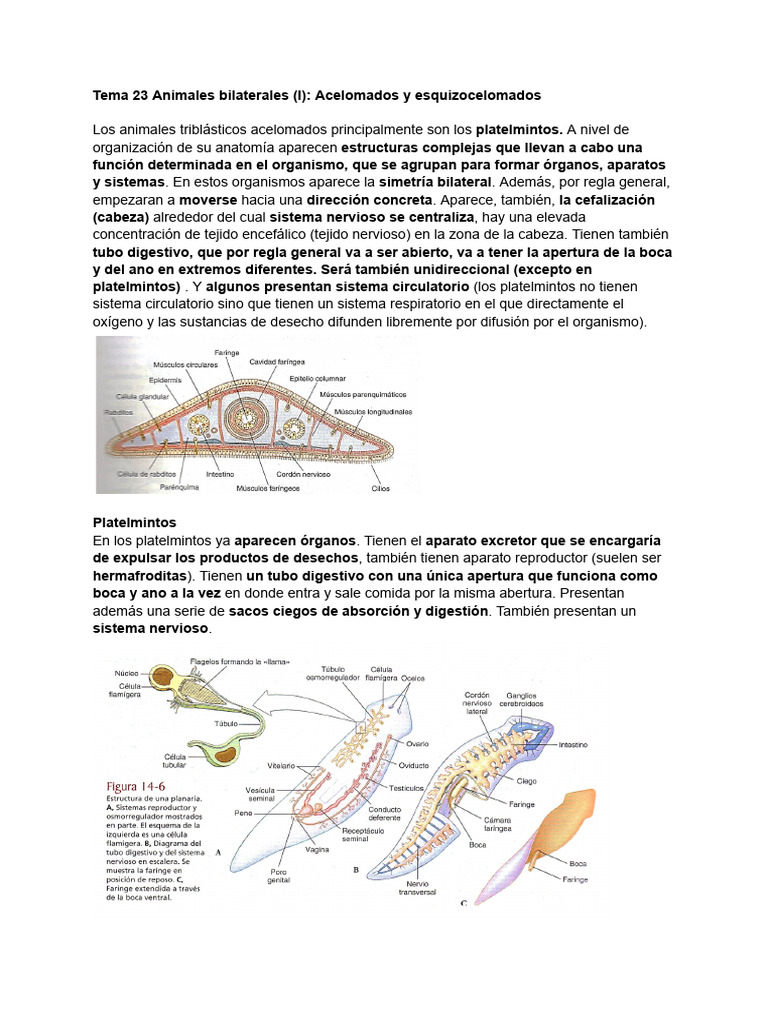 Tema 23 Animales Bilaterales (I) - Acelomados y Esquizocelomados | PDF ...