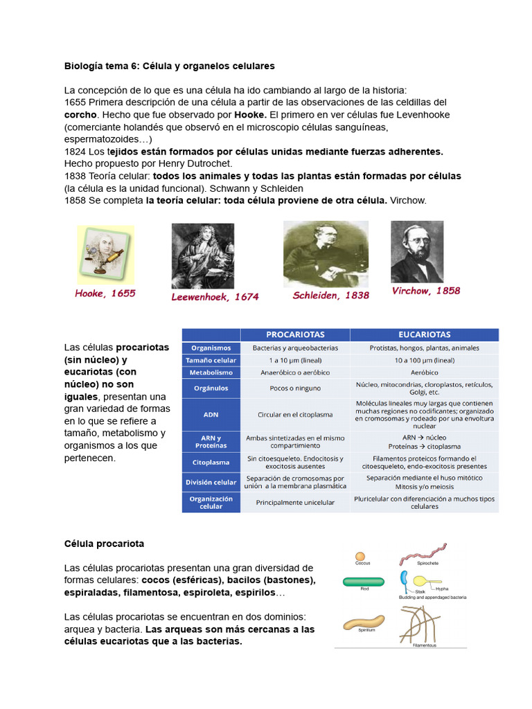 Células y Organelos: Estructura y Función | PDF | Retículo endoplásmico ...
