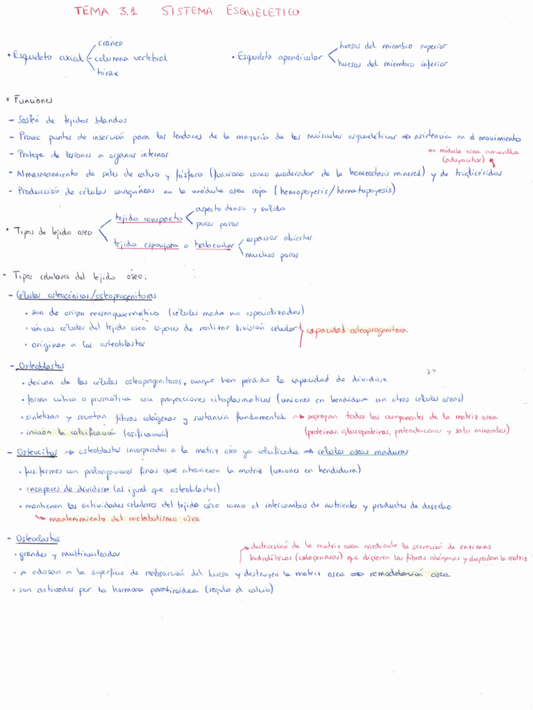 Esquema 6 - Sistema Esquelético | PDF