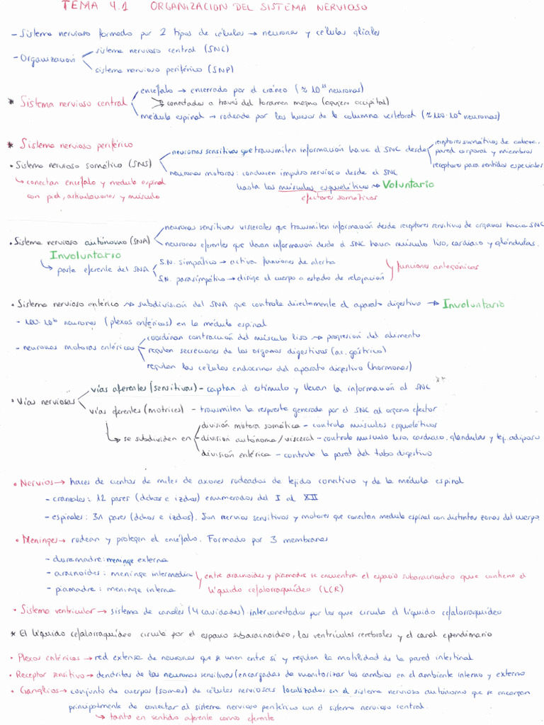 Esquema 7 - Organización Del Sistema Nervioso | PDF
