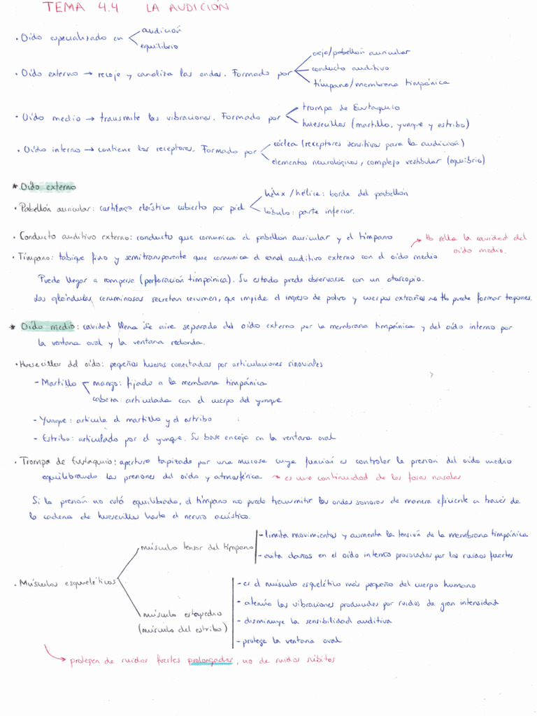 Esquema 11 - Sistema Auditivo | PDF