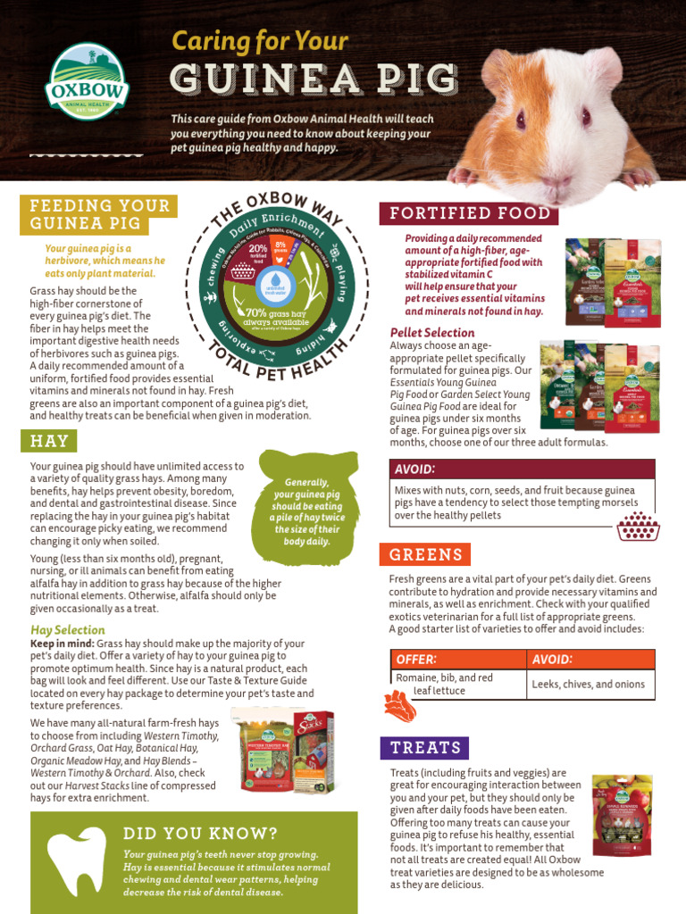 Caring For Your Guinea Pig 2021 | PDF