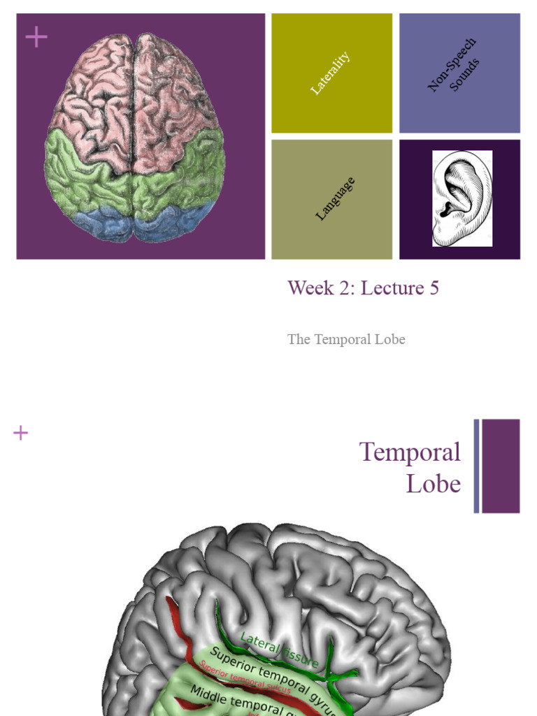 Week 3 The Temporal Lobe | PDF