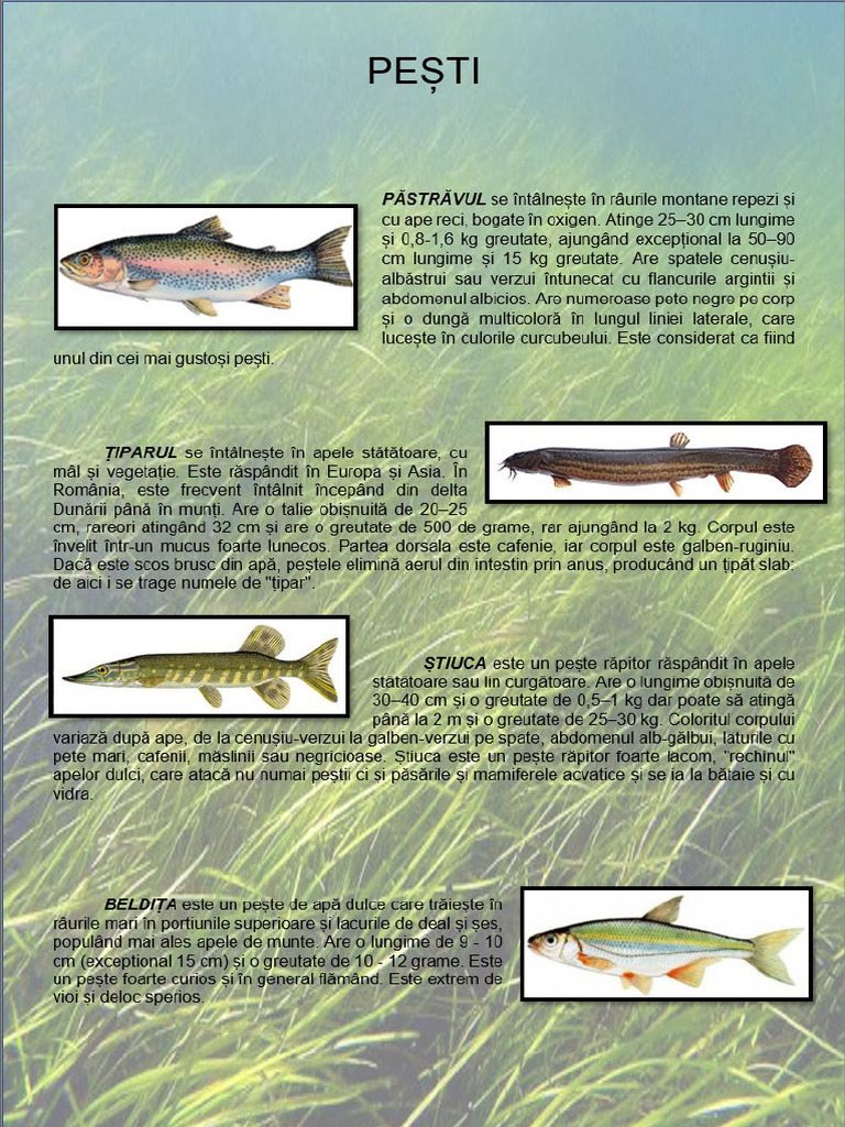 Science Project - PESTI | PDF