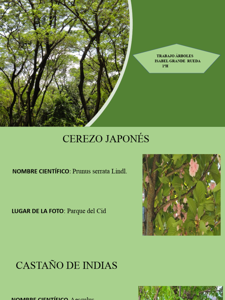 Presentación Arboles | PDF