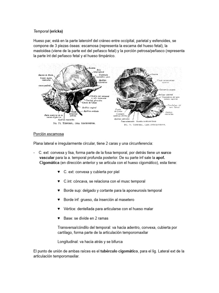 Huesos Del Craneo Pdf Sistema Esquelético Anatomía