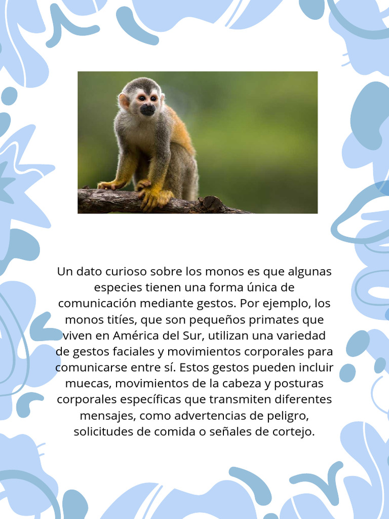 Dato Curioso Sobre Los Monos | PDF