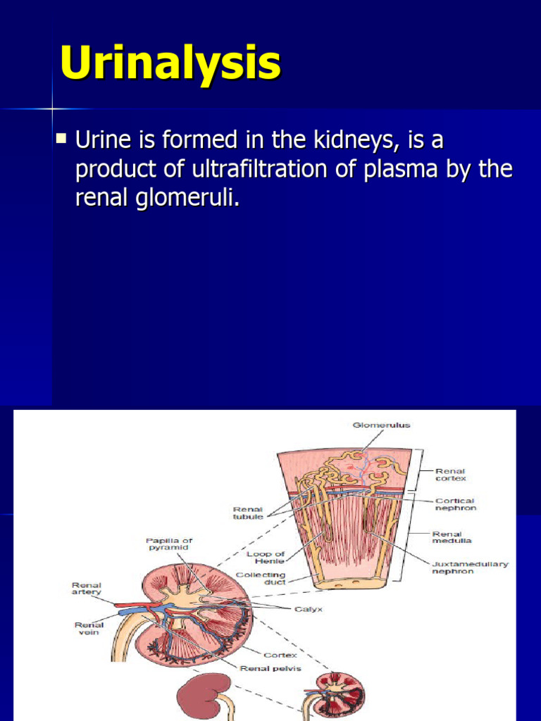 Urinanalysis New 69831 | PDF | Organ (Anatomy) | Diseases And Disorders