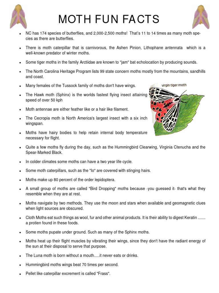 Moth Fun Facts | PDF