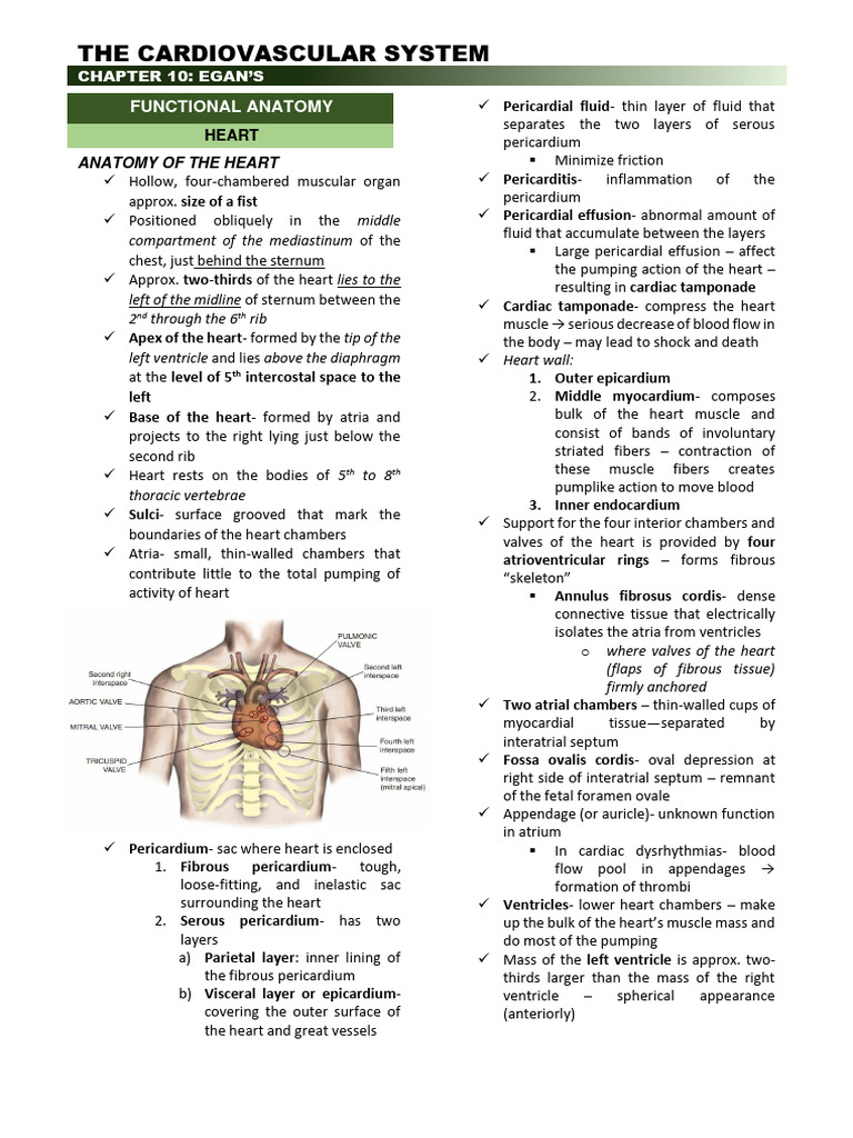 Anatomy of the Heart and Function | PDF