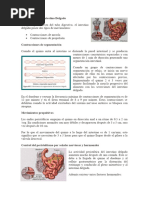 Anatomía y Fisiología Anorectal | PDF | Recto | Sistema digestivo