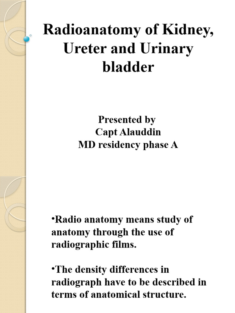Radio Anatomy of KUB | PDF | Kidney | Urinary System