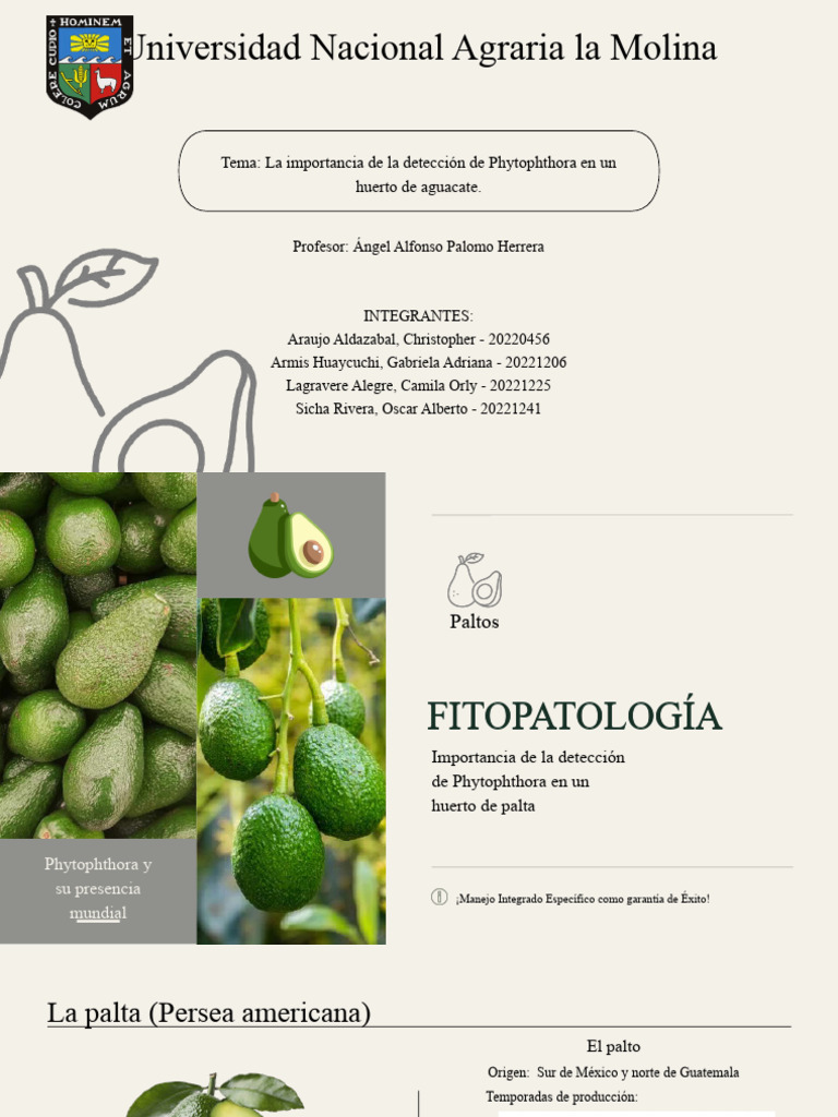 Intro-Agro - 2022-II - Importancia de La Detección de Phytophthora en Aguacate - Final | PDF ...