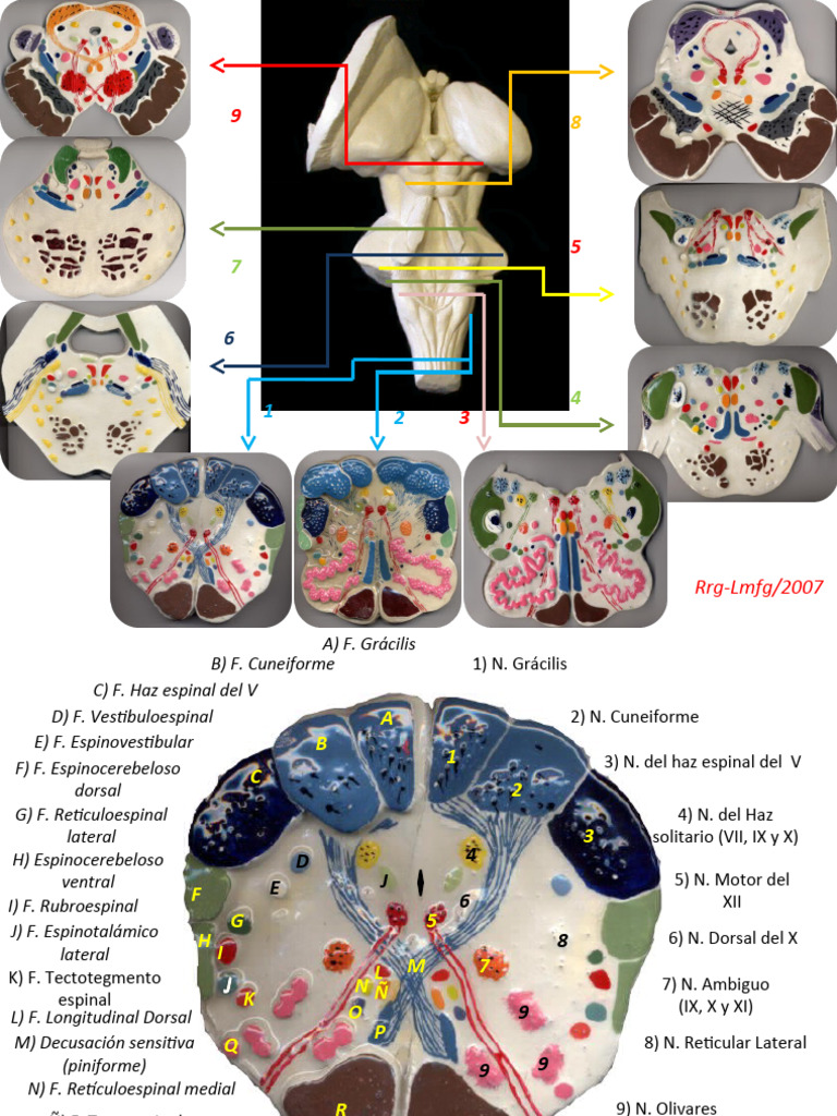 Anatomía de la Médula Oblonga y Puente | PDF | Anatomía | Tronco encefálico