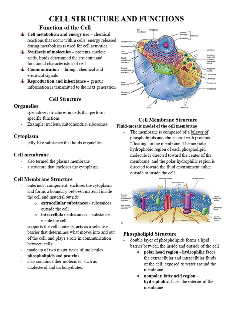 Cell Structure and Functions | PDF | Translation (Biology) | Messenger Rna