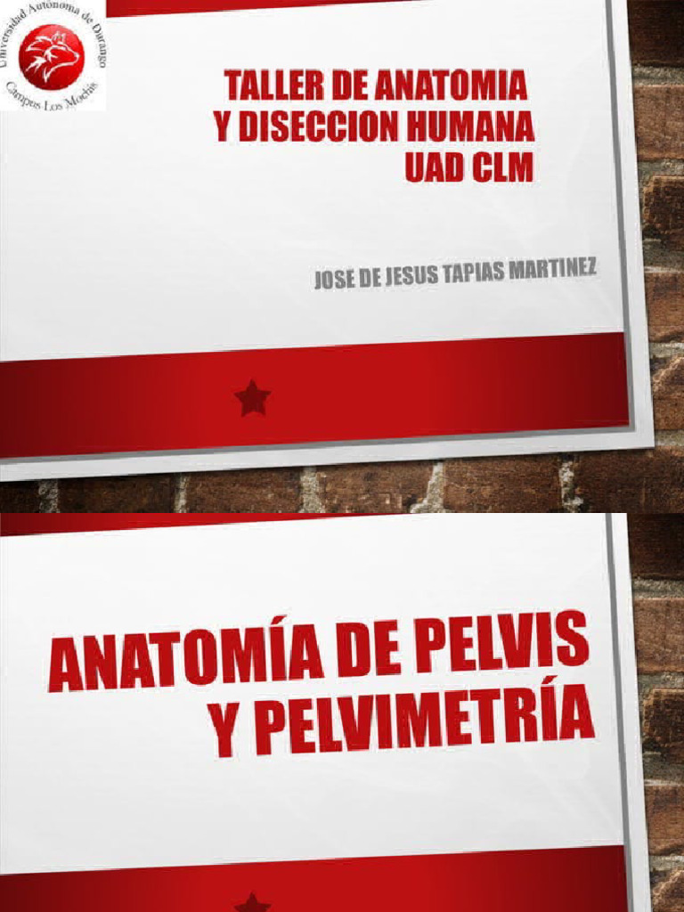 Anatomia De Pelvis Pdf