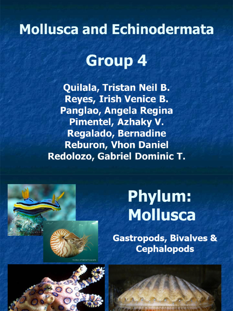 Mollusca and Echinodermata Overview | PDF | Mollusca | Octopus