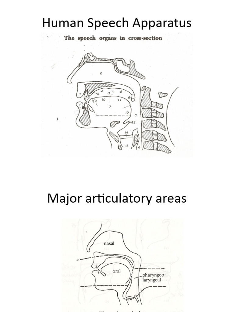 Human Speech Apparatus and Articulatory Setting For English | PDF