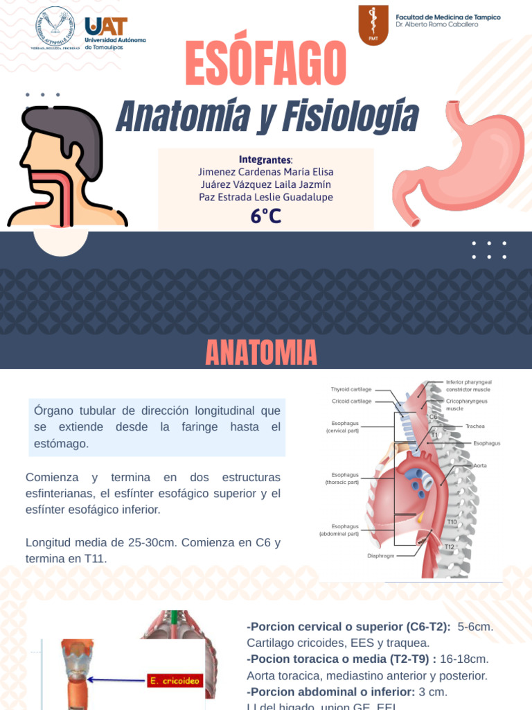 ESÓFAGO | PDF | Esófago | La enfermedad por reflujo gastroesofágico