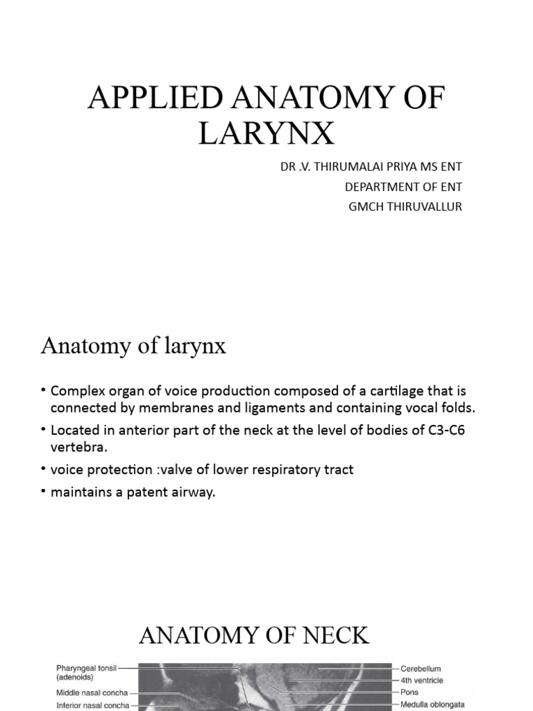 Larynx Anatomy | PDF | Larynx | Common Carotid Artery